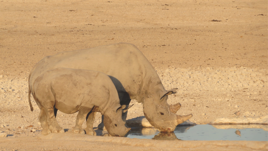 Climate Change and Rhinos - Helping Rhinos : Helping Rhinos