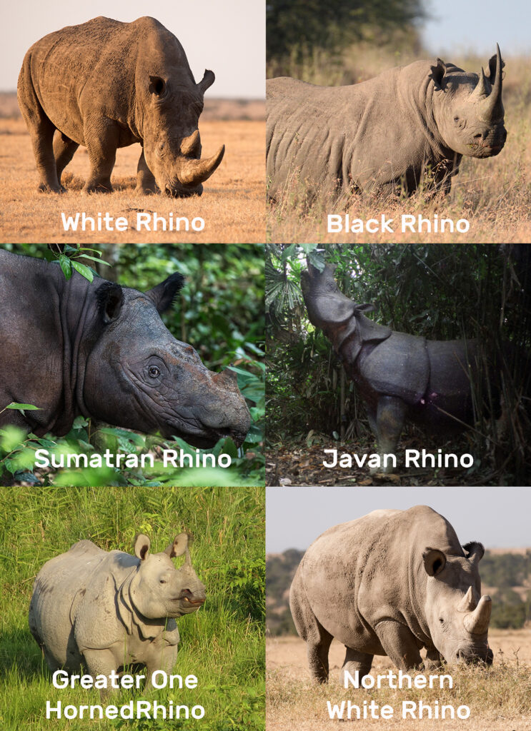 Why Rhinos are Endangered? - Helping Rhinos : Helping Rhinos