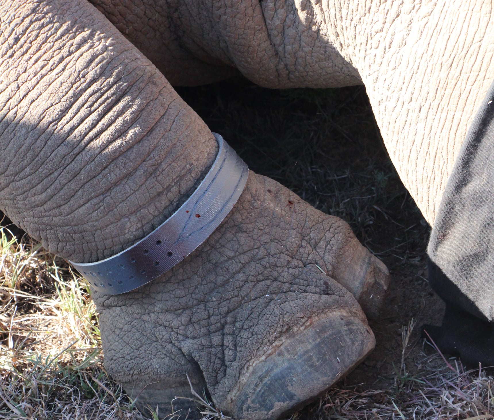 Tracking Devices for Rhinos - Helping Rhinos : Helping Rhinos