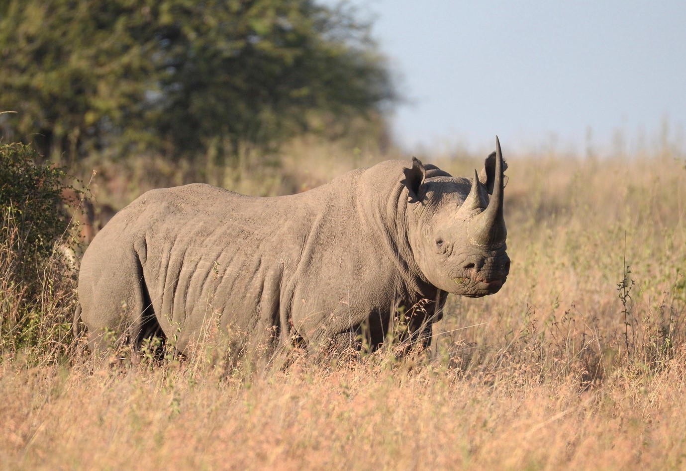 Global Rhino Population in Decline - Helping Rhinos : Helping Rhinos