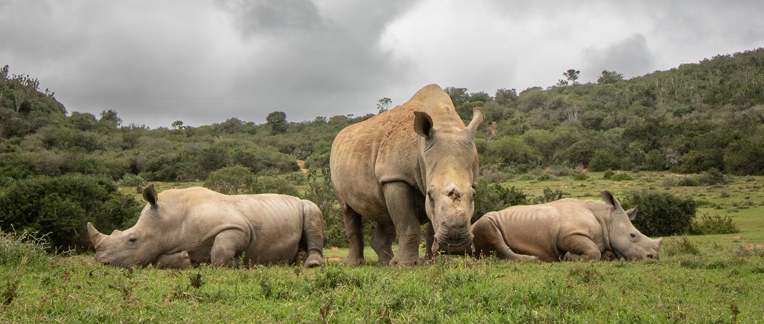 MIRACLE POACHING SURVIVOR THANDI TEN YEARS ON: HER STORY AND HER LEGACY ...