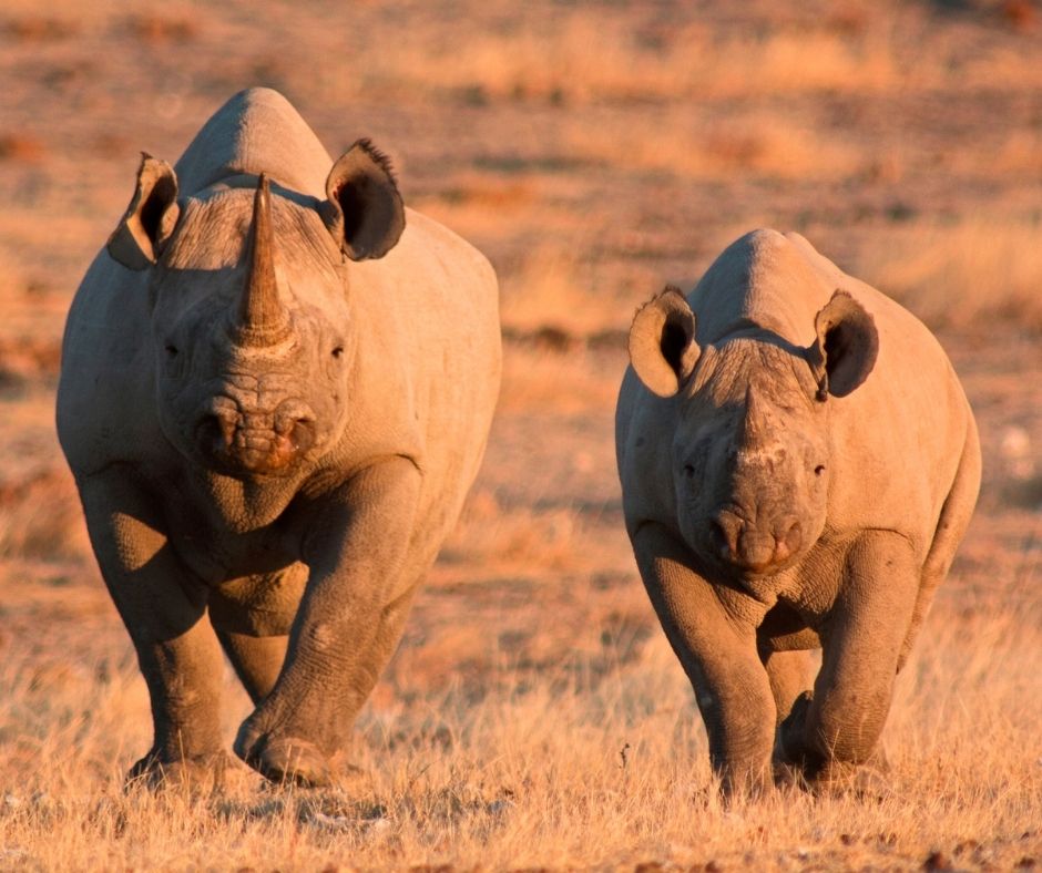 Hope for Kenya's Rhinos - Helping Rhinos : Helping Rhinos