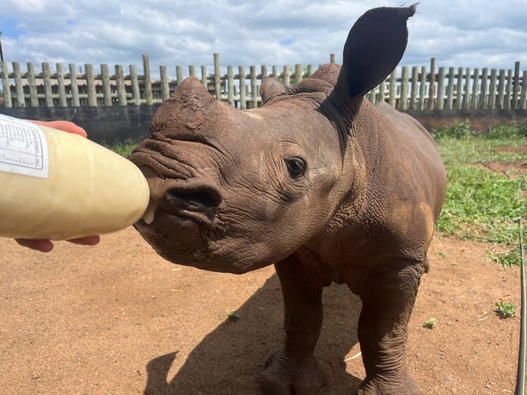 Our Latest Rhino Orphan - Helping Rhinos : Helping Rhinos