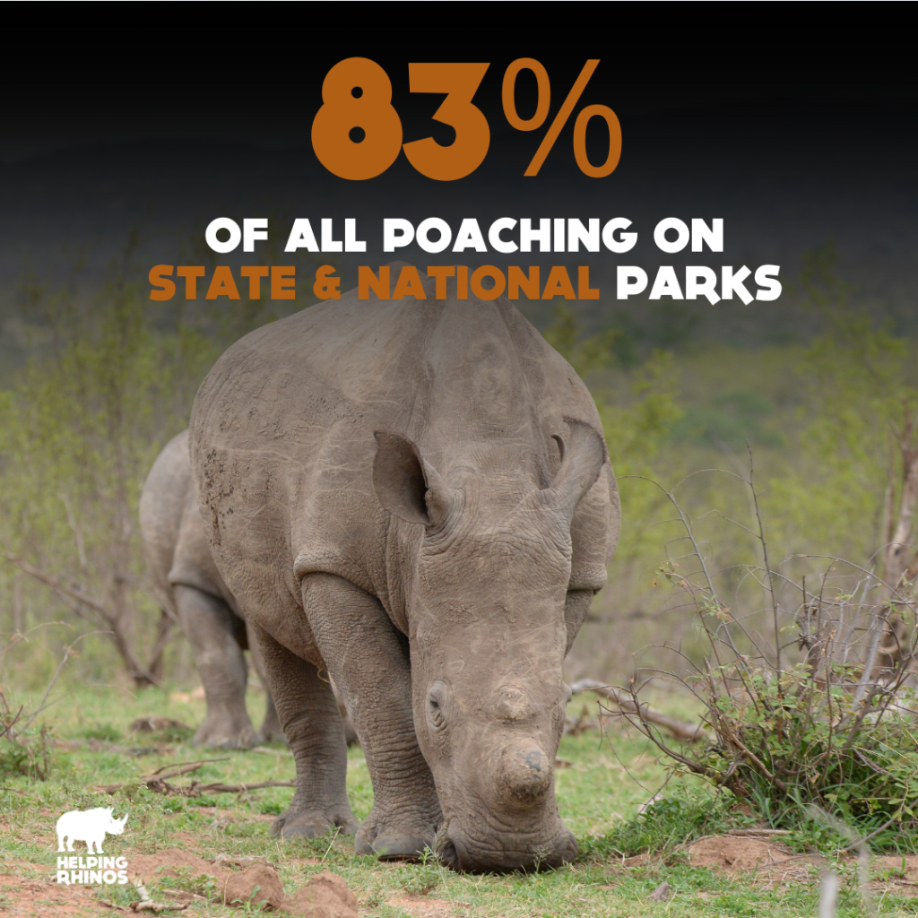 Rhino Poaching in 2024 Remains a Big Concern - Helping Rhinos : Helping ...